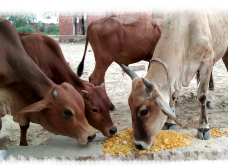 Pashu-Seva - yoganandatrust